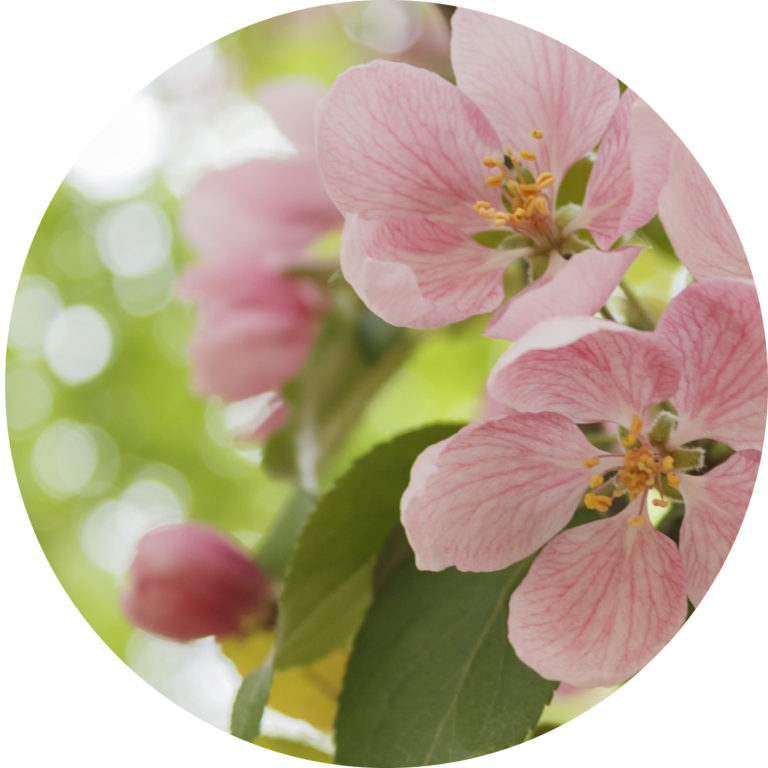 Marian mehustamo – Marias musteri